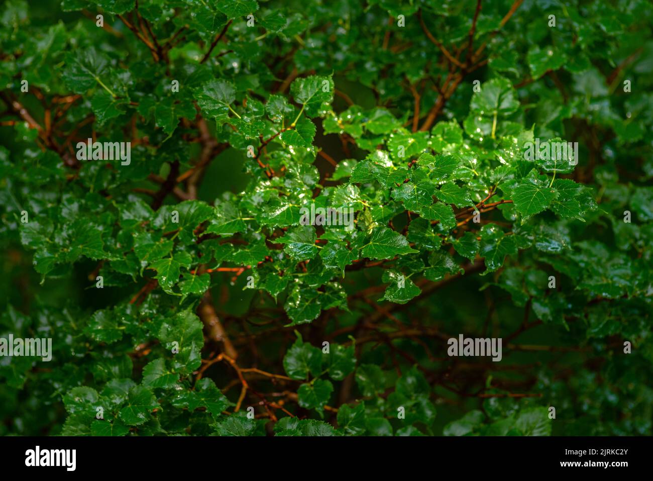 Leaves of an Antarctic Beech, Summer Foliage of a Deciduous Antartic ...