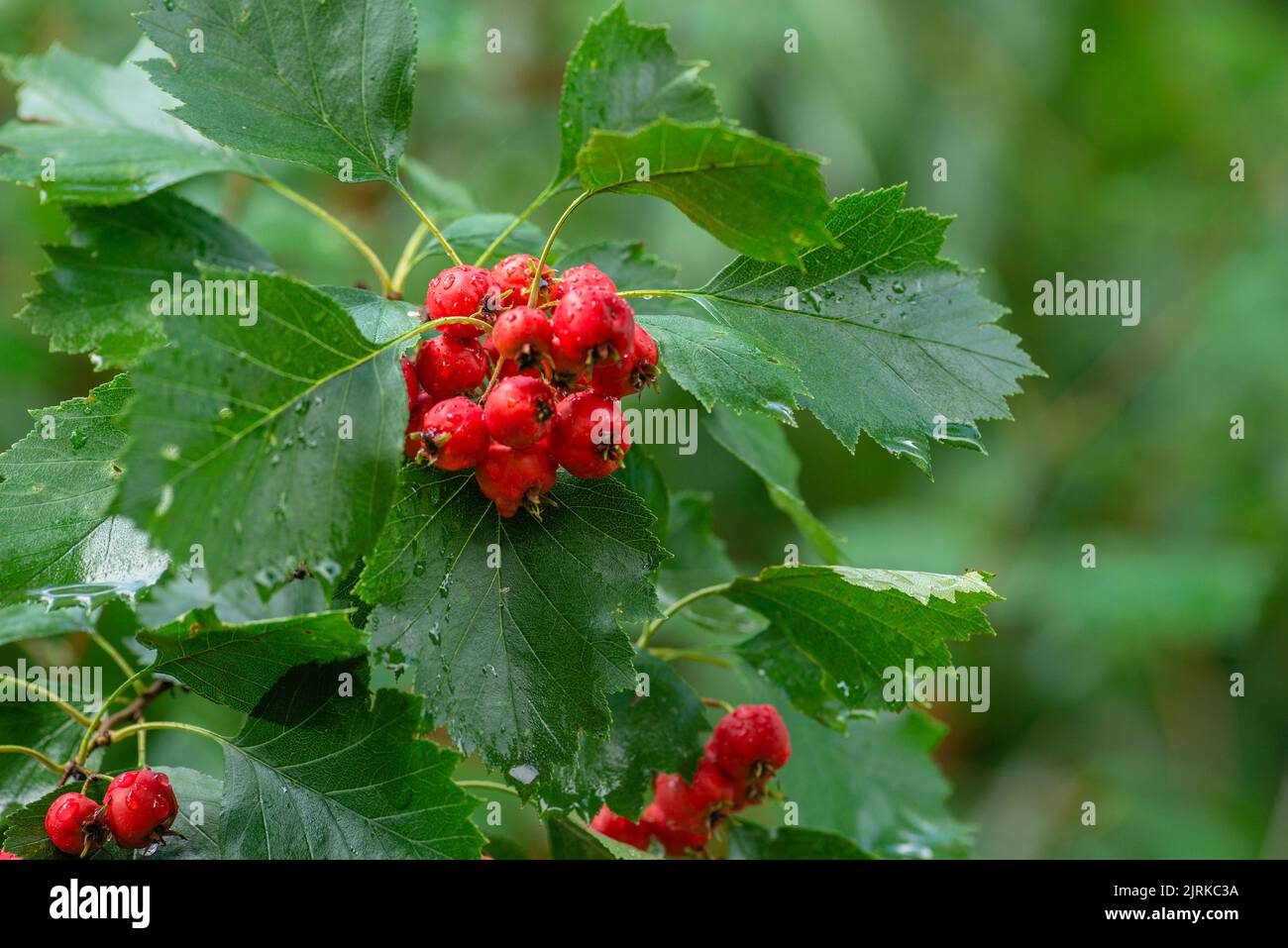 Sorbus torminalis uk hi-res stock photography and images - Alamy