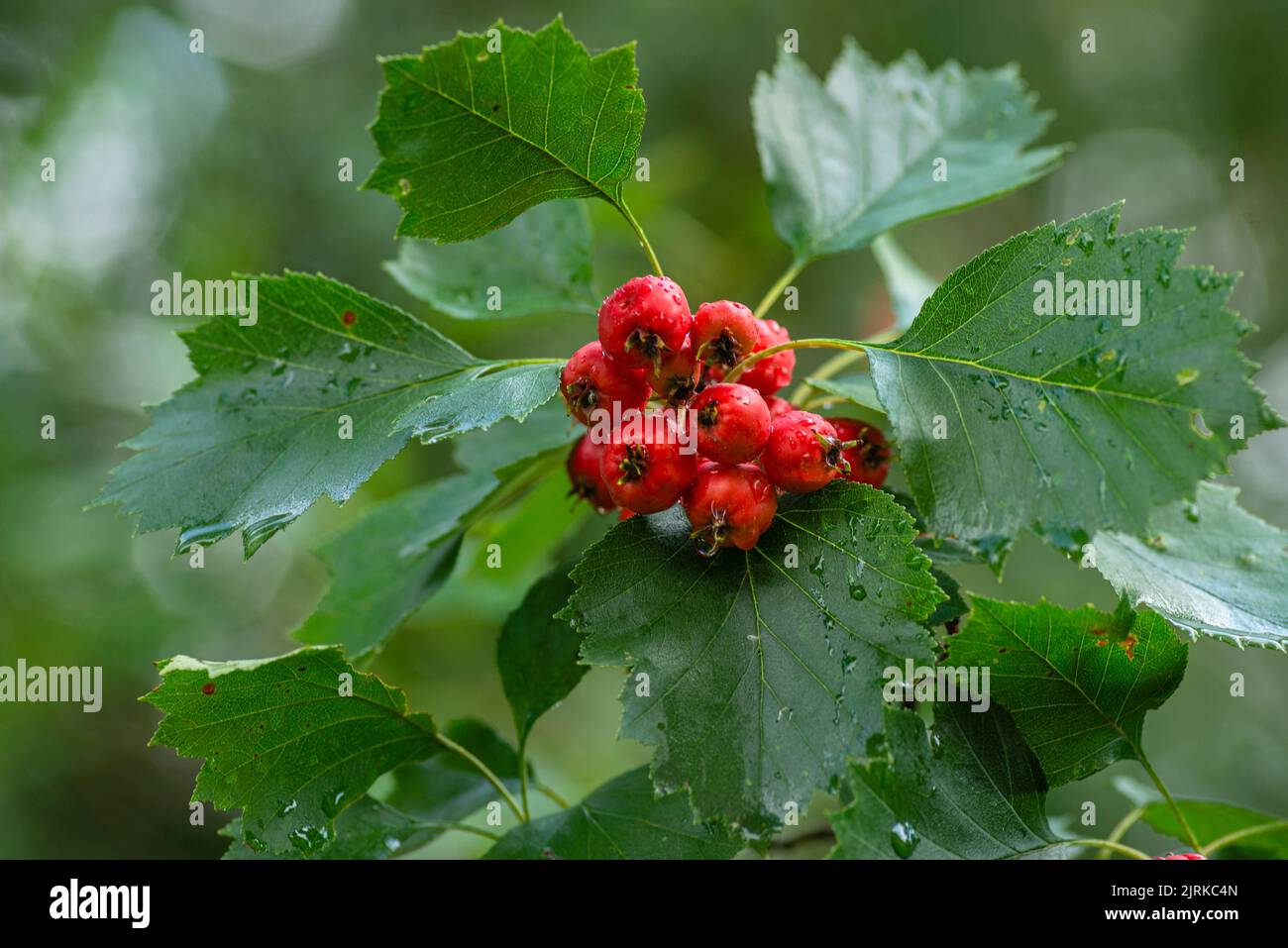 Sorbus torminalis uk hi-res stock photography and images - Alamy
