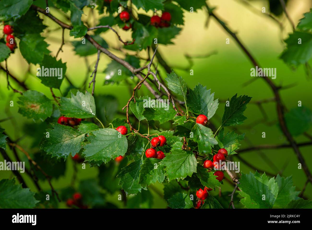 Sorbus torminalis growth hi-res stock photography and images - Alamy
