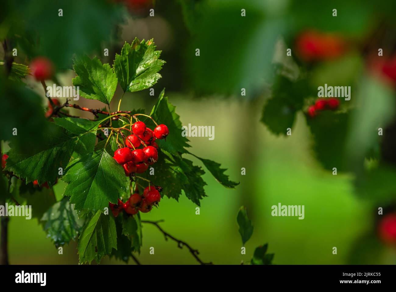 Sorbus torminalis uk hi-res stock photography and images - Alamy
