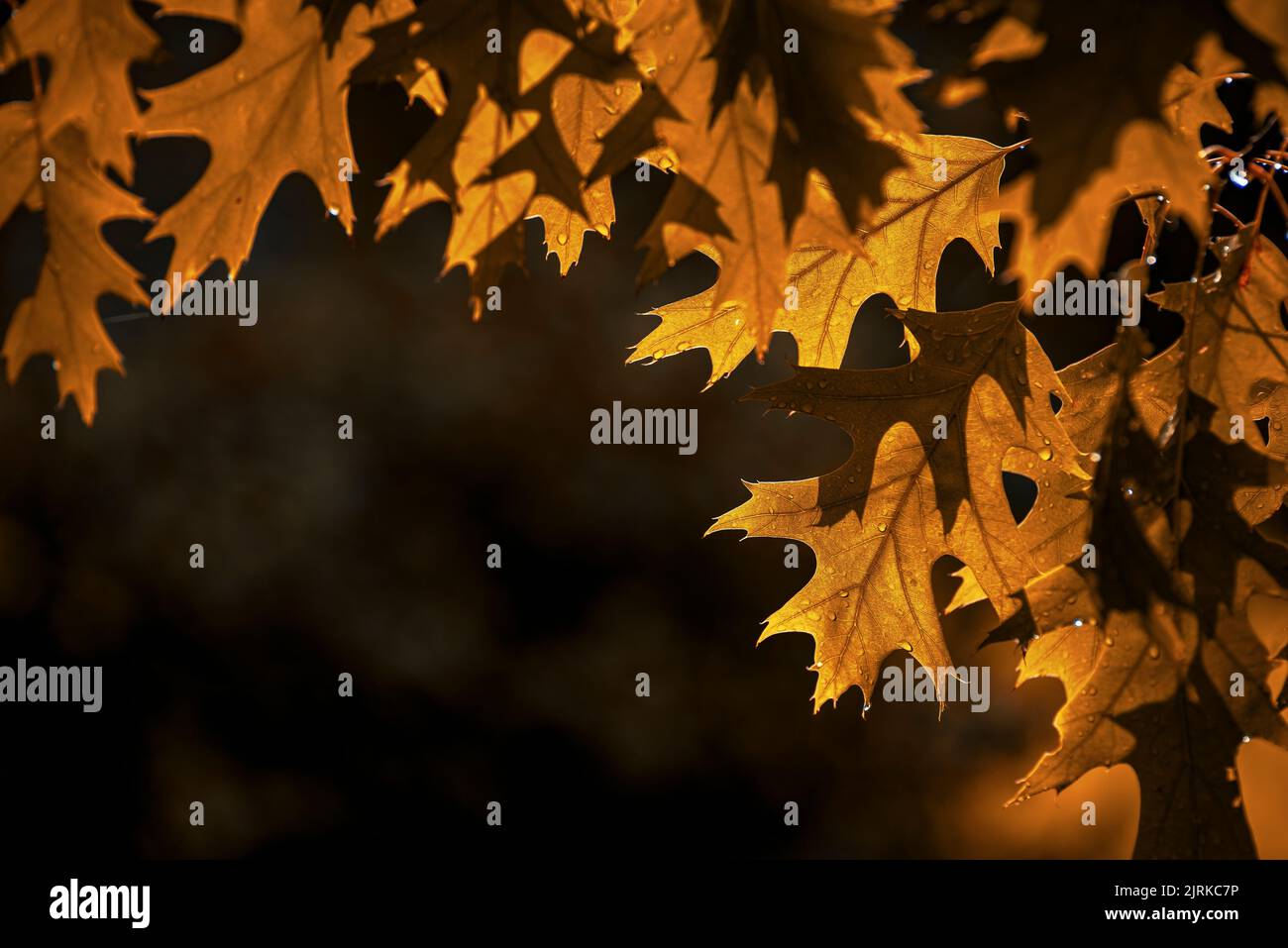 Autumn tree leaves. Quercus rubra, commonly called northern red oak or ...