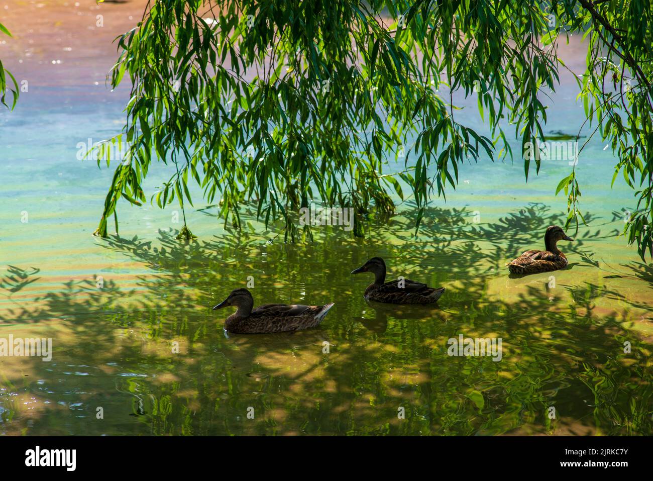 duck polluted water willow combustible dirty water Environmental ...