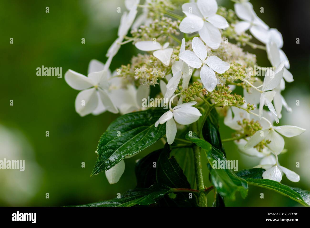 Japanese Hydrangea (Hydrangea petiolaris). Inflorescence Closeup ...