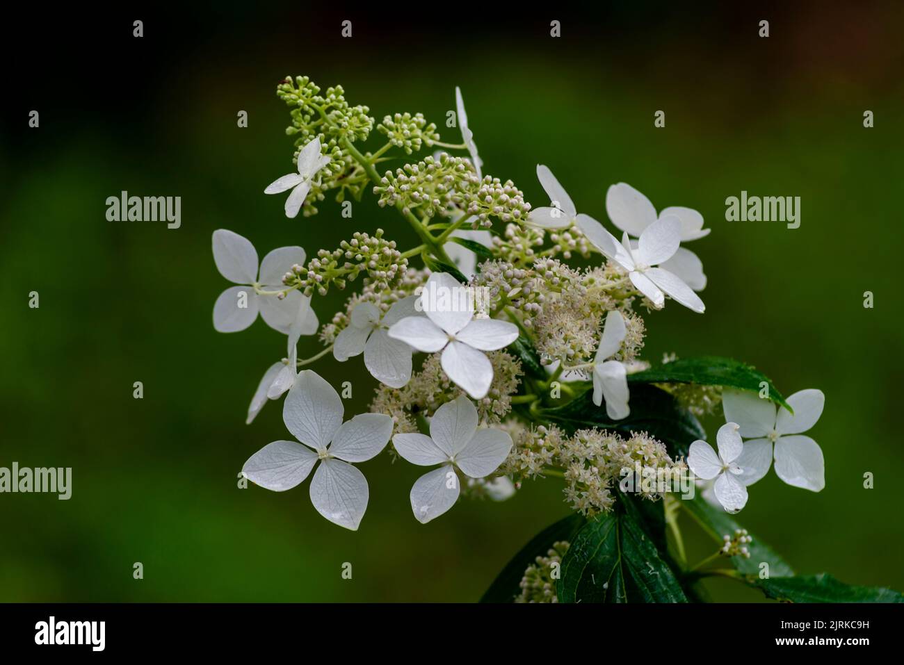 Japanese Hydrangea (Hydrangea petiolaris). Inflorescence Closeup ...