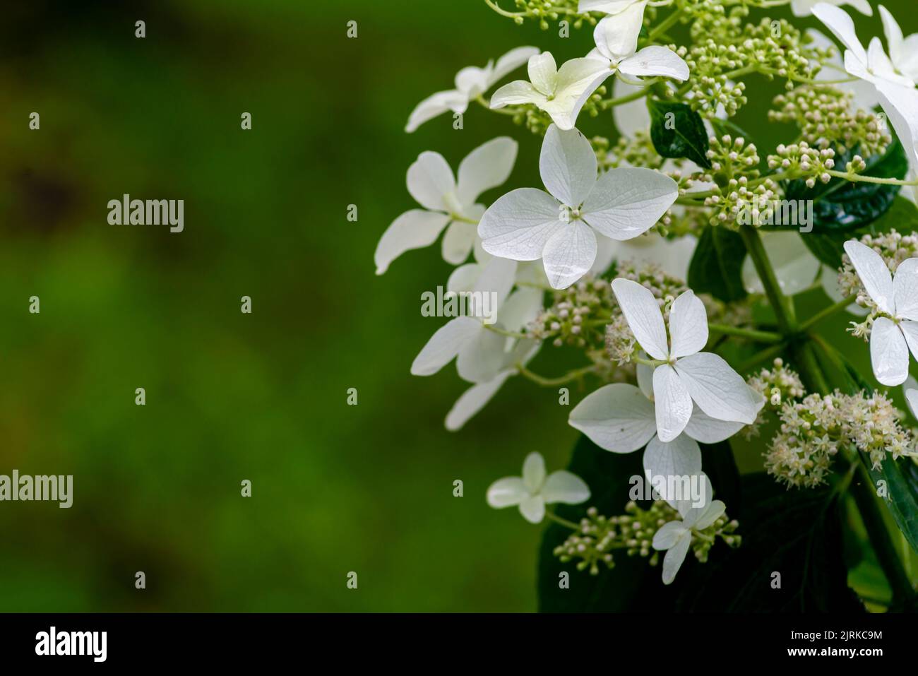 Japanese Hydrangea (Hydrangea petiolaris). Inflorescence Closeup ...
