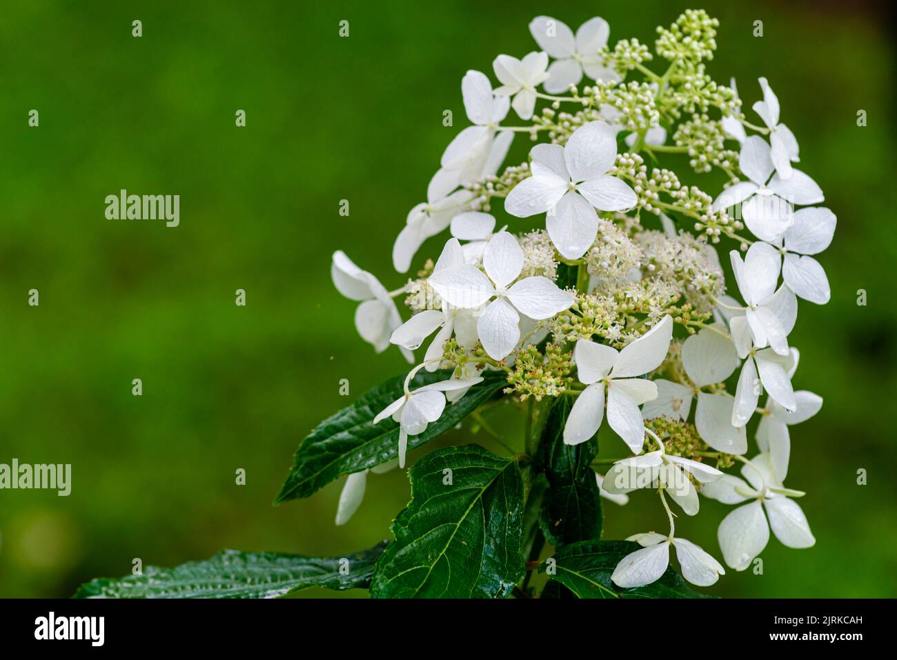 Japanese Hydrangea (Hydrangea petiolaris). Inflorescence Closeup ...