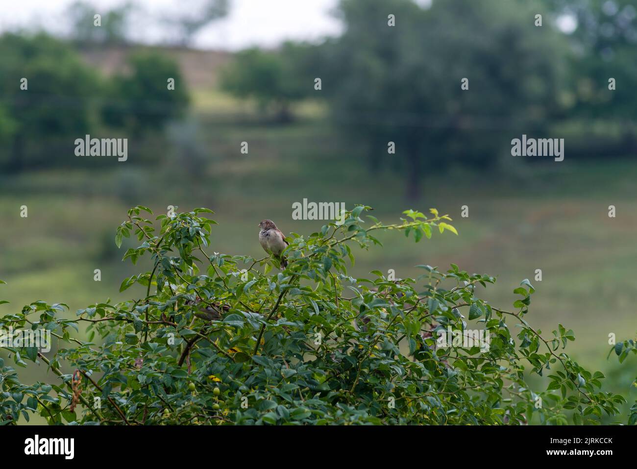 Tree House sparrow bird on a branch Passer montanus Stock Photo - Alamy