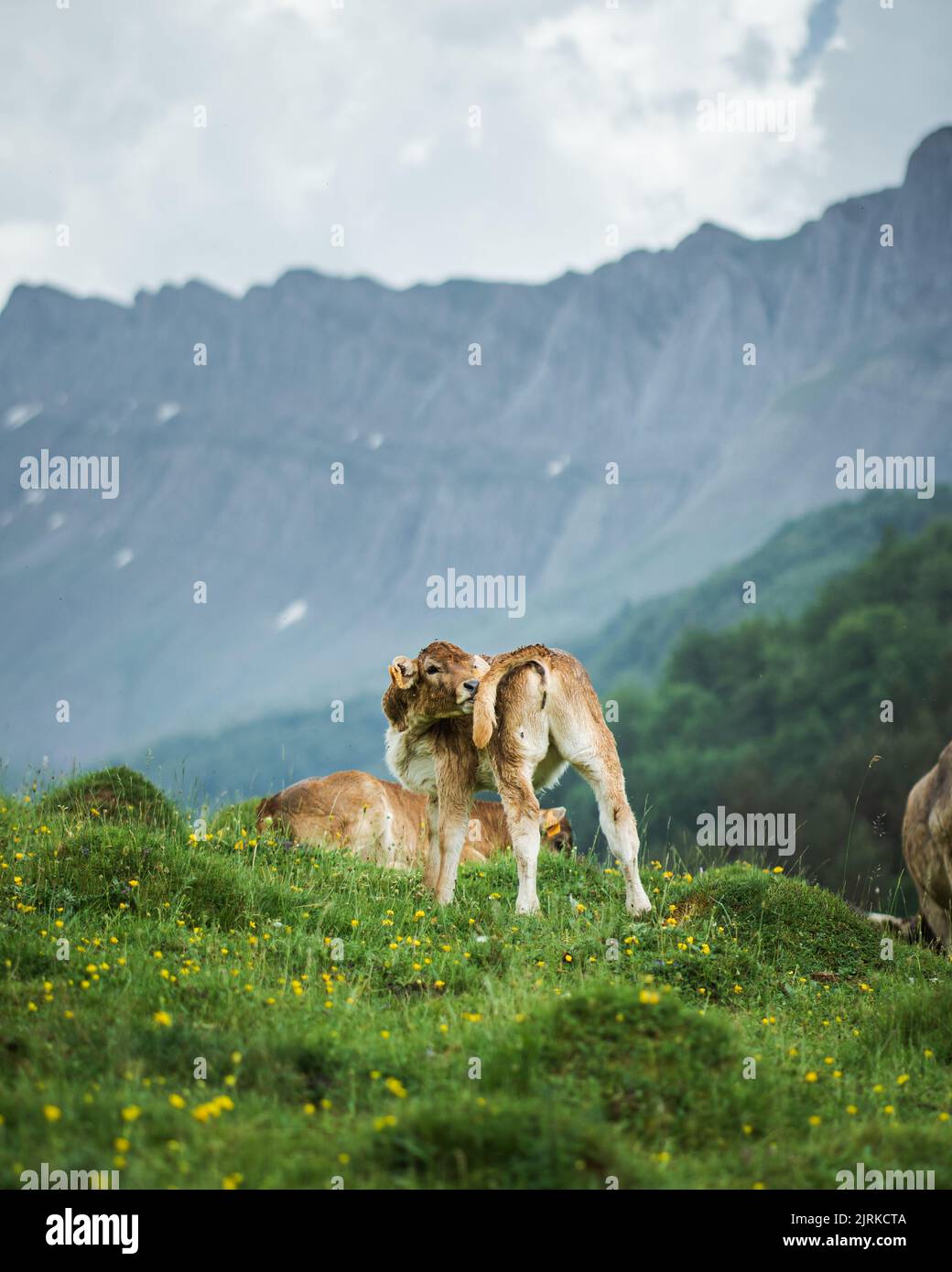 Adorable calf with brown fur standing on grassy ground against rough ...
