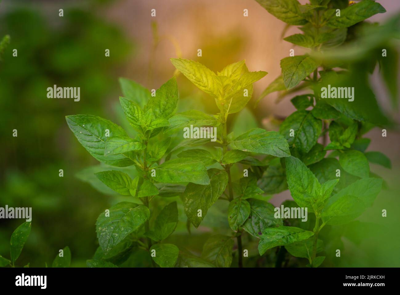 Mint leaves background. Green mint leaves pattern layout design ...