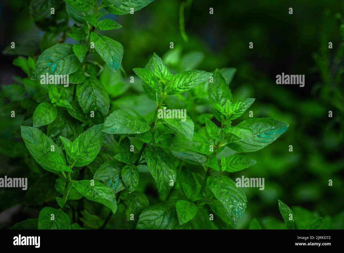 Mint leaves background. Green mint leaves pattern layout design ...