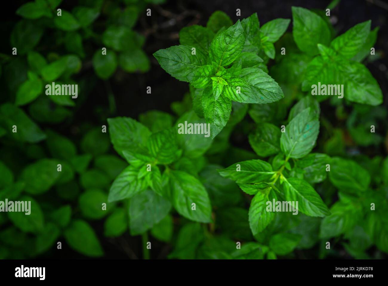 Mint leaves background. Green mint leaves pattern layout design ...