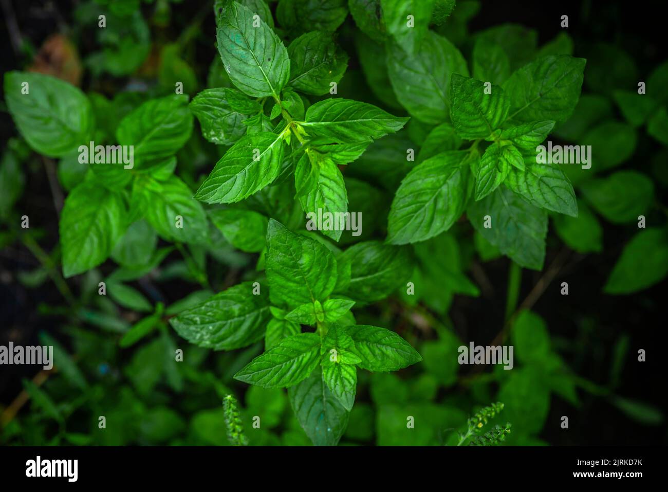 Mint leaves background. Green mint leaves pattern layout design ...