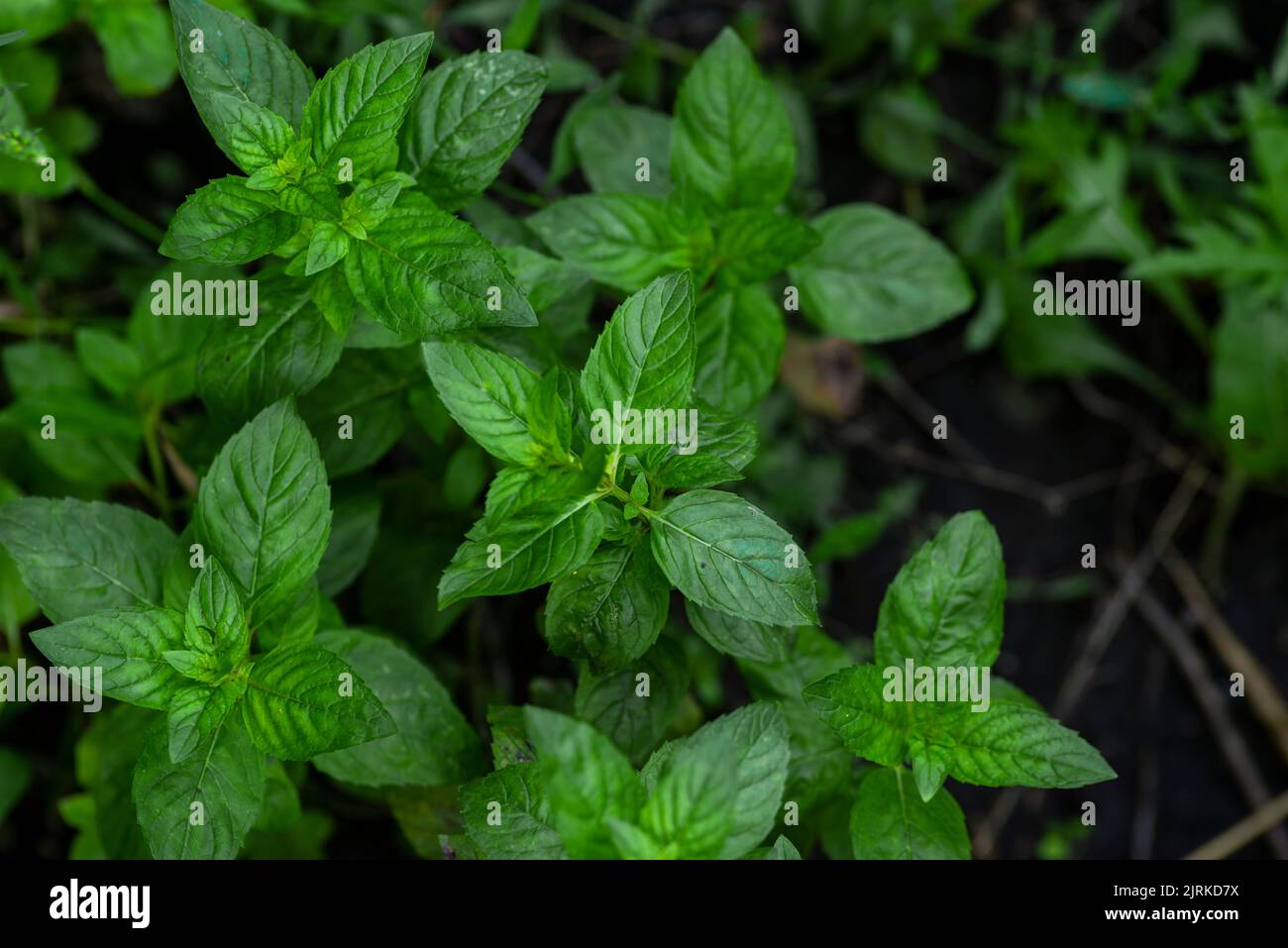 Mint leaves background. Green mint leaves pattern layout design ...