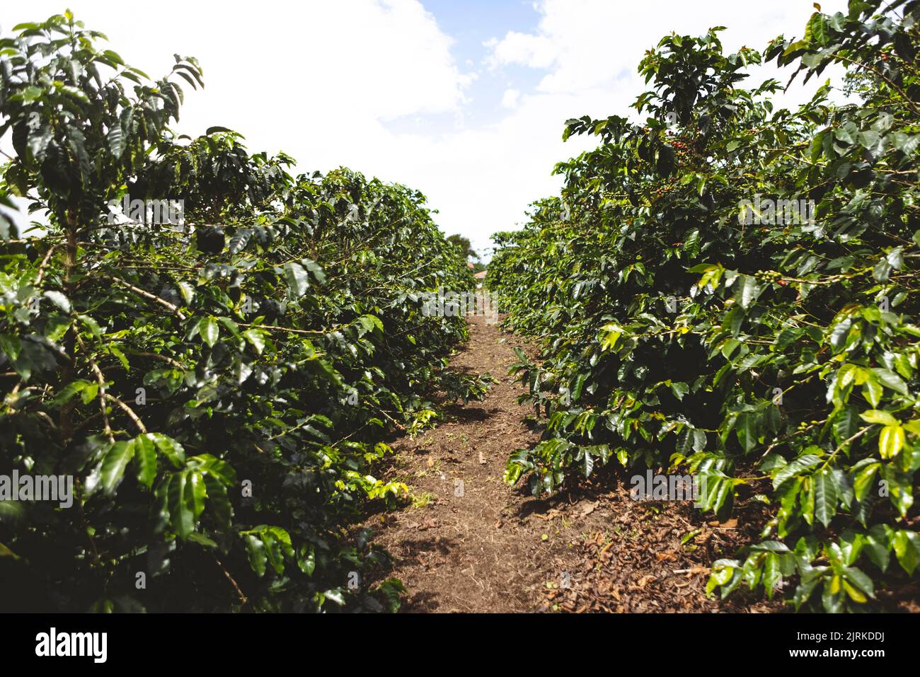 Agronomy of coffee production hi-res stock photography and images - Alamy