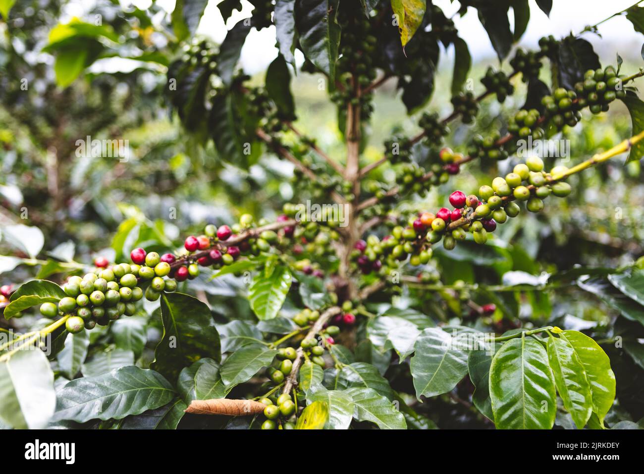 Green and red arabica coffee fruits ripening on branches of tree on ...