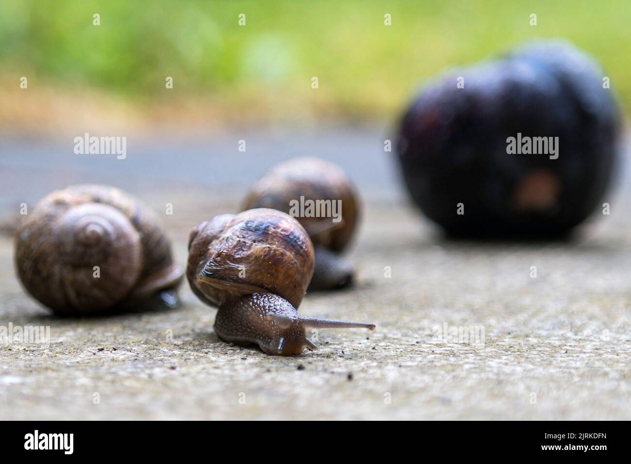 Snails and a fruit in Blackheath, South East London Stock Photo - Alamy