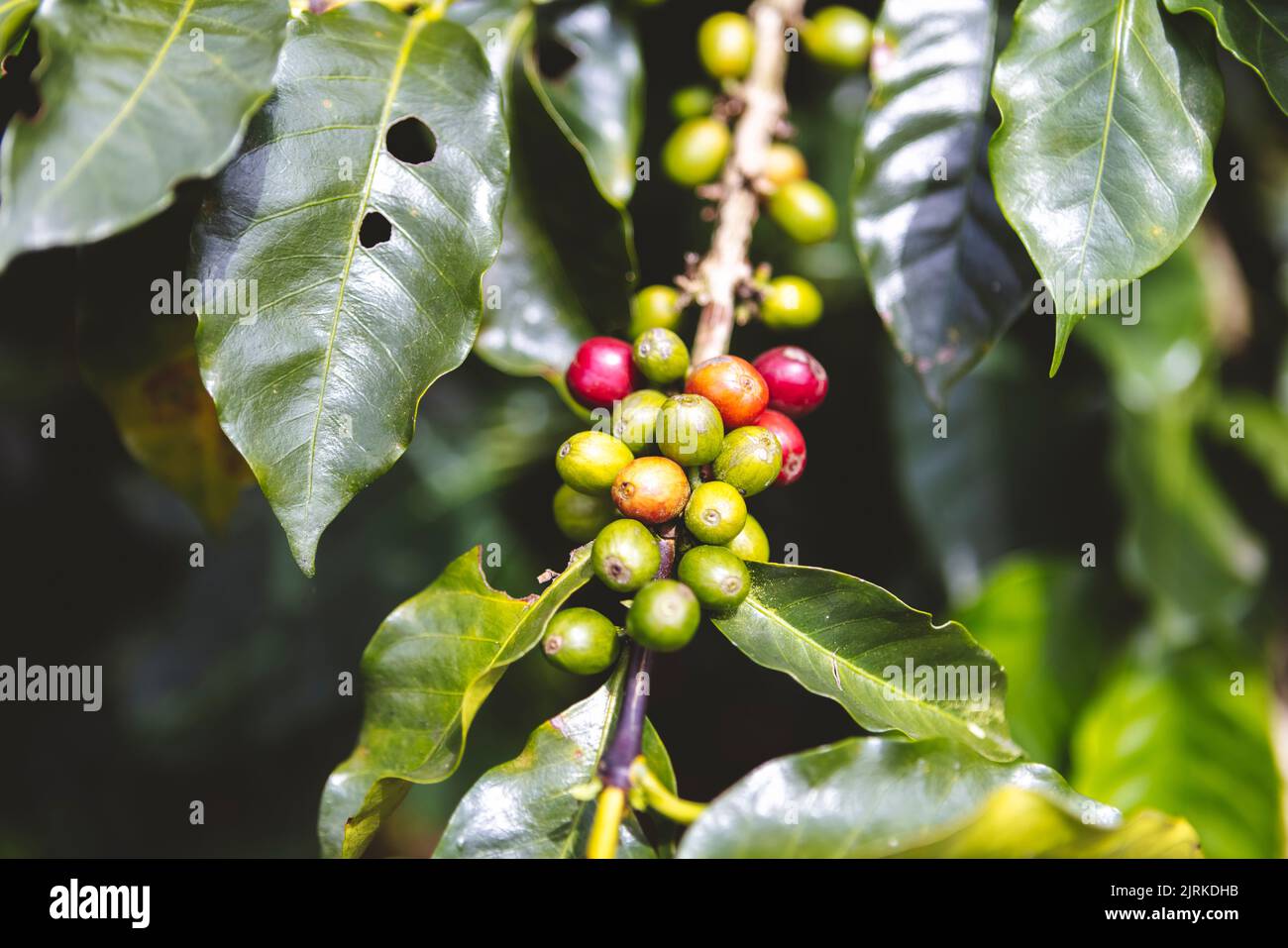 Green and red arabica coffee fruits ripening on branches of tree on ...