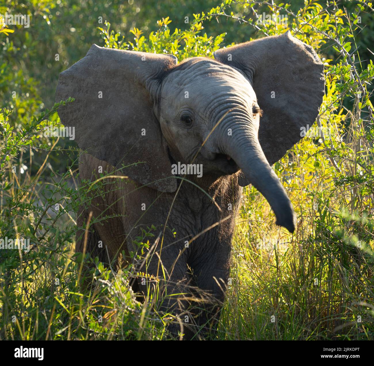 Trumpeting hi-res stock photography and images - Alamy