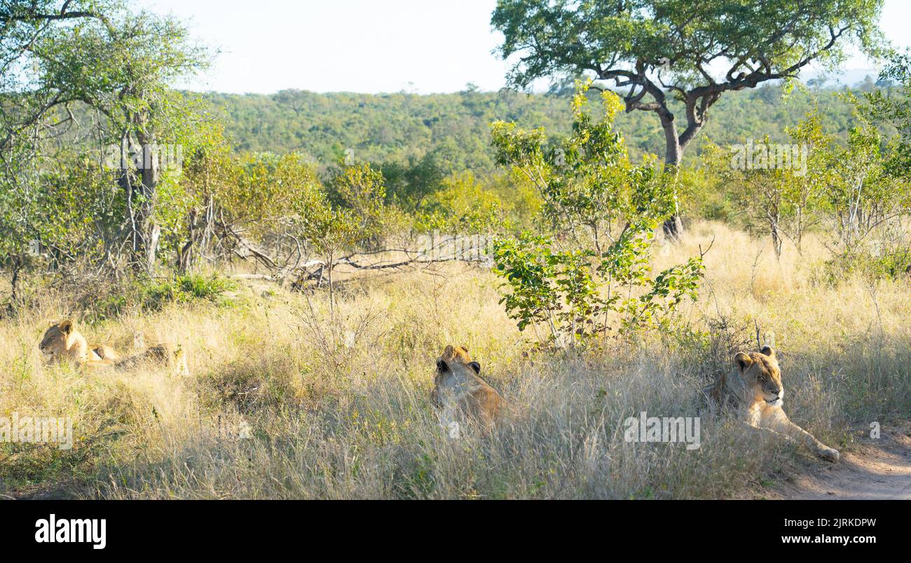 Pride of Lionesses and Cub resting in the Savannah Grass in Sabi Sands ...