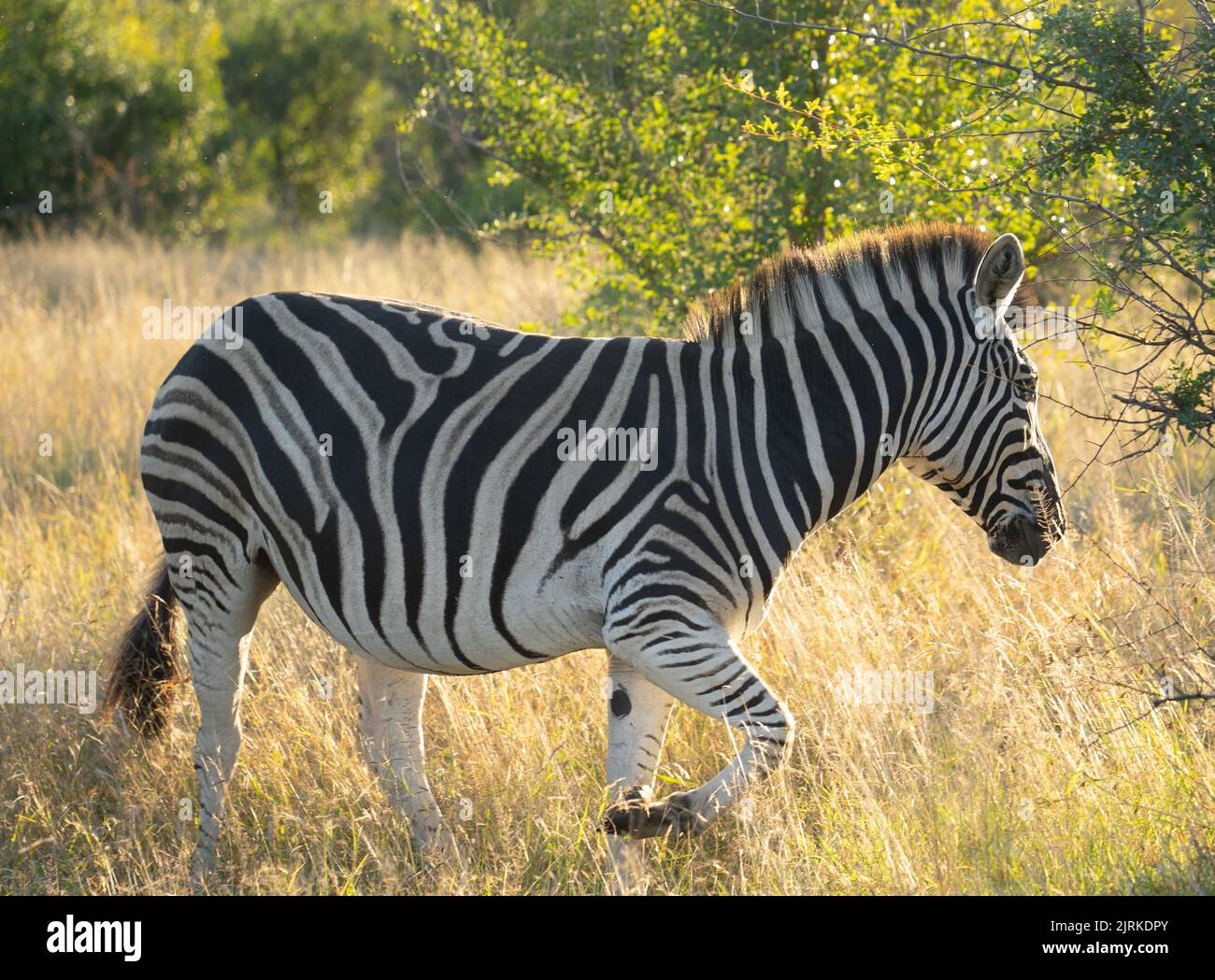 A Zebra captured during a game drive in the Sabi Sands Game Reserve ...