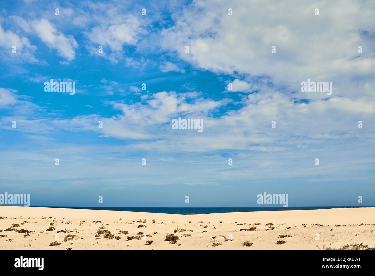 Green and yellow plant with grass surrounded by arid sands on blue sky ...