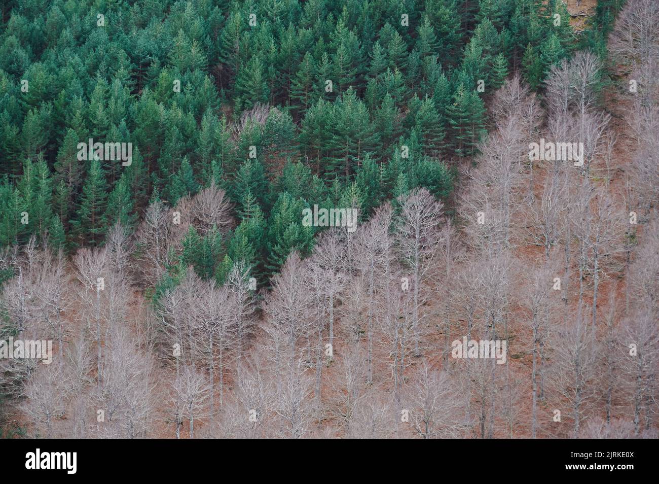 High trees growing on slope near dense wild woodland with green ...