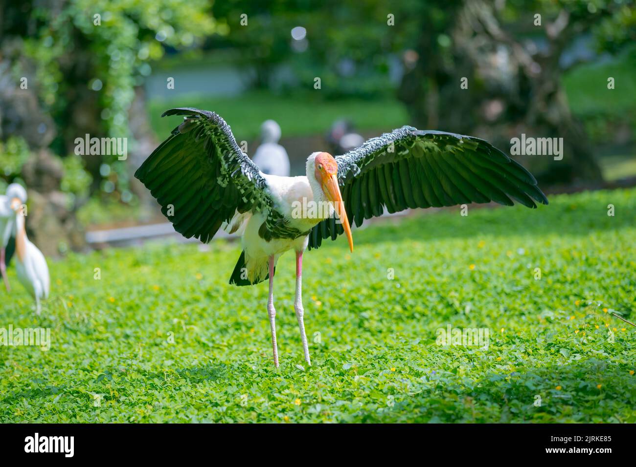 Old bird learning to fly Stock Photo - Alamy