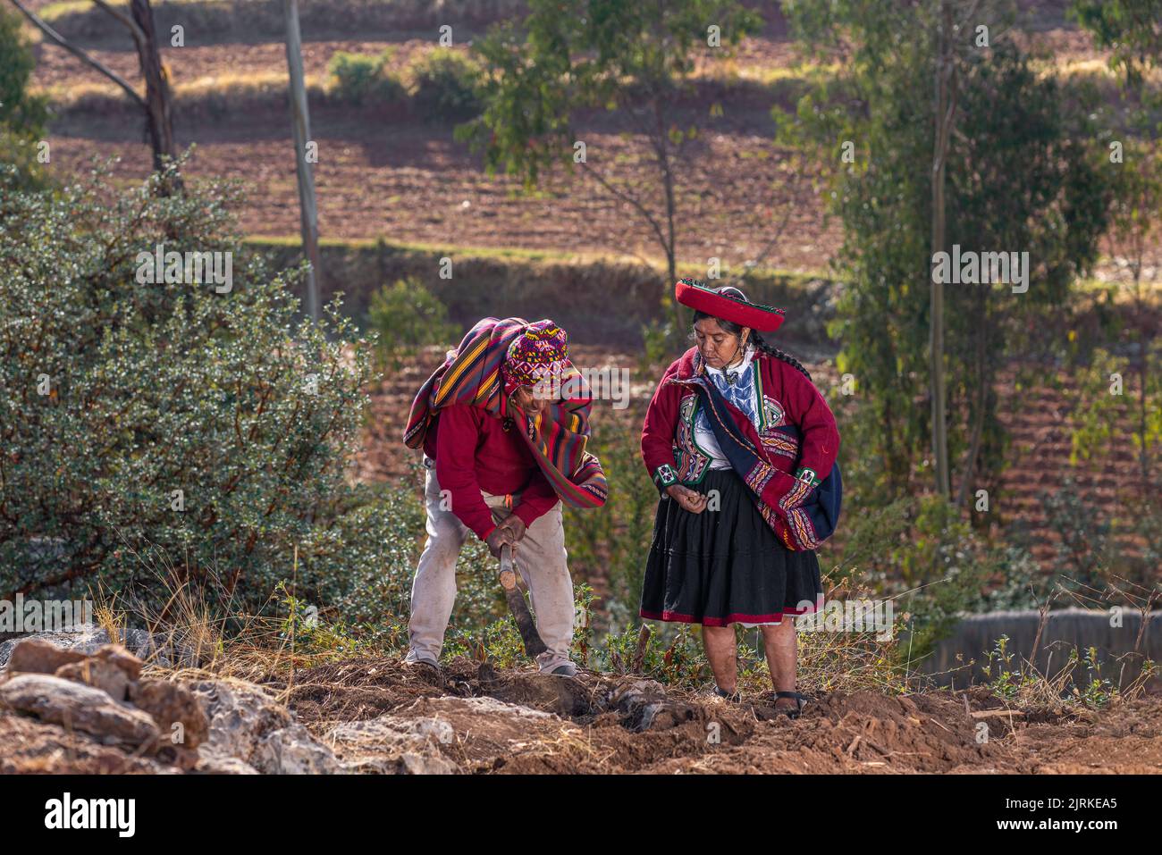Couple of aged Peruvian farmers in traditional clothes using hoe and ...