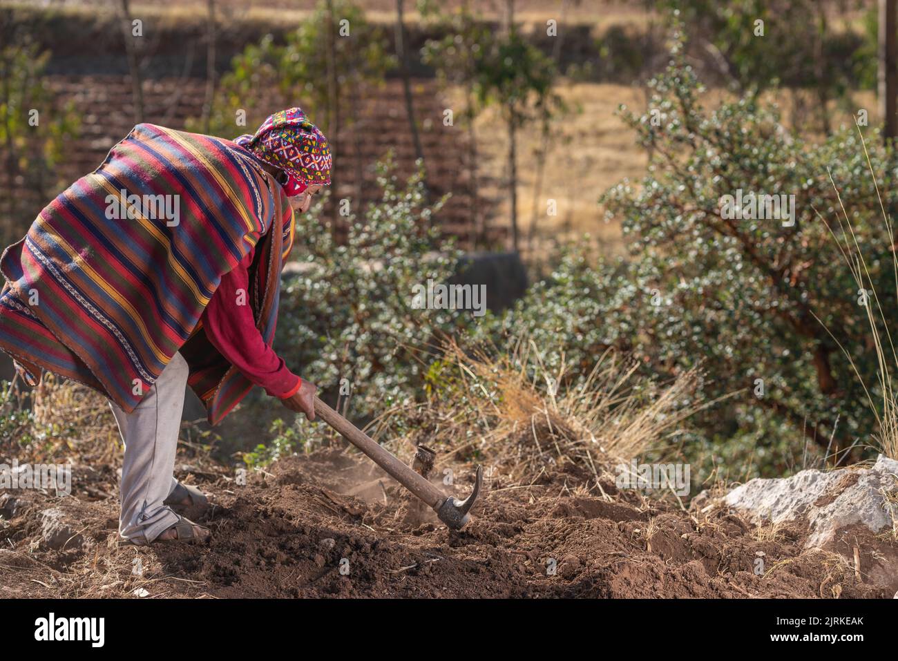 Side view of senior Peruvian male farmer in traditional clothes using ...