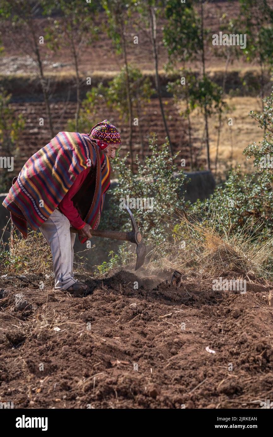 Side view of senior Peruvian male farmer in traditional clothes using ...