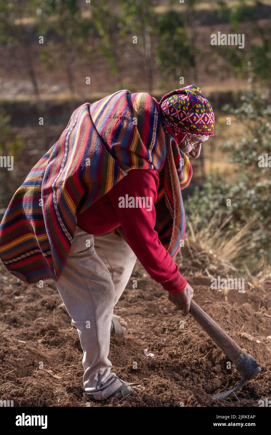 Side view of senior Peruvian male farmer in traditional clothes using ...