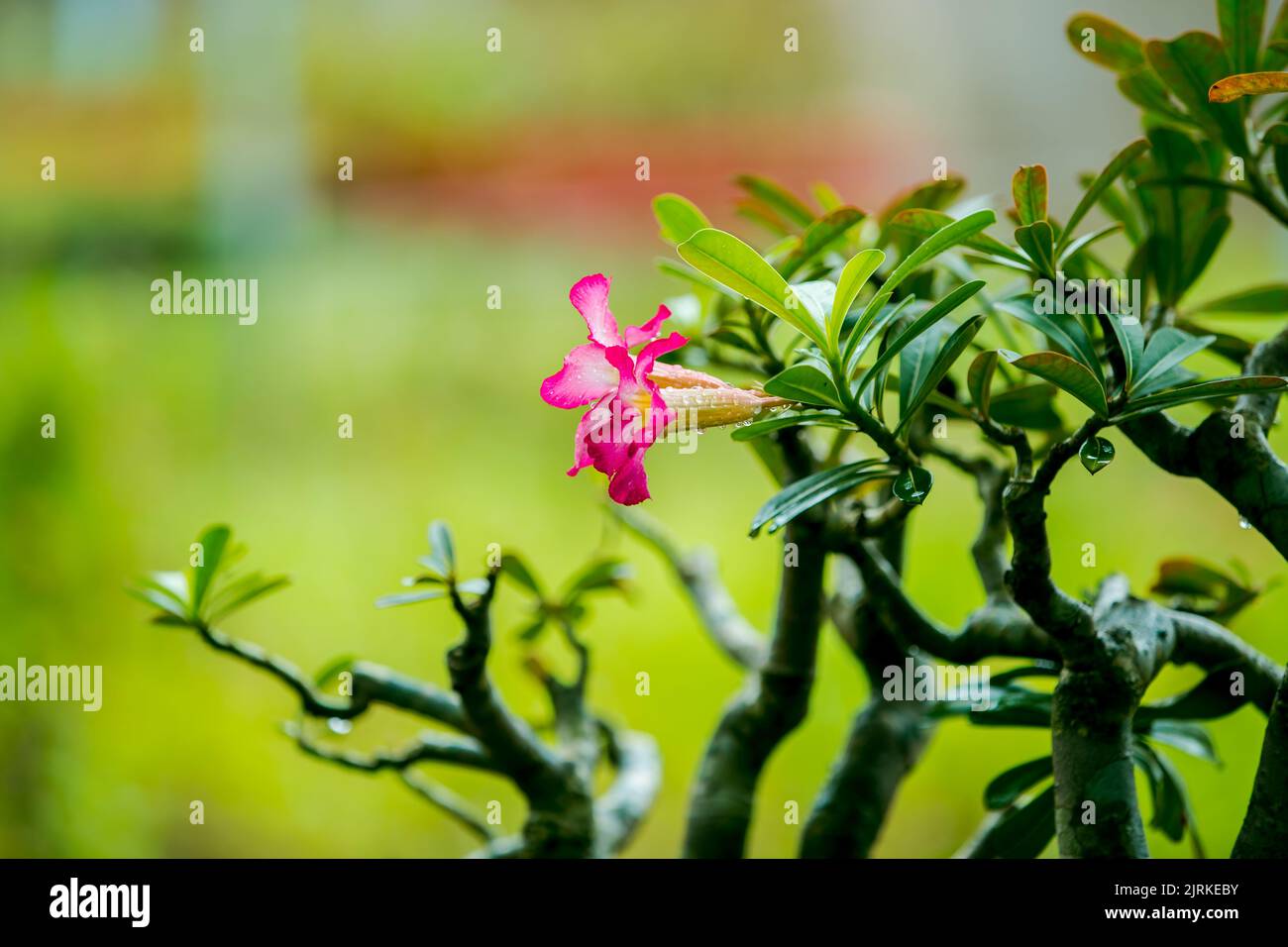 Porcelain plant in my garden Stock Photo - Alamy