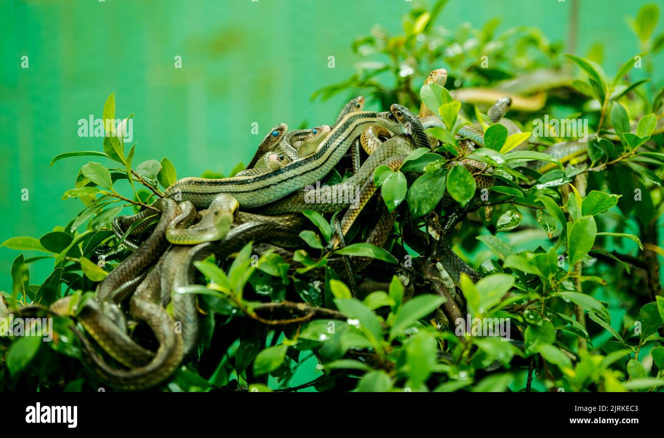 Playful snakes basking in the sun Stock Photo - Alamy