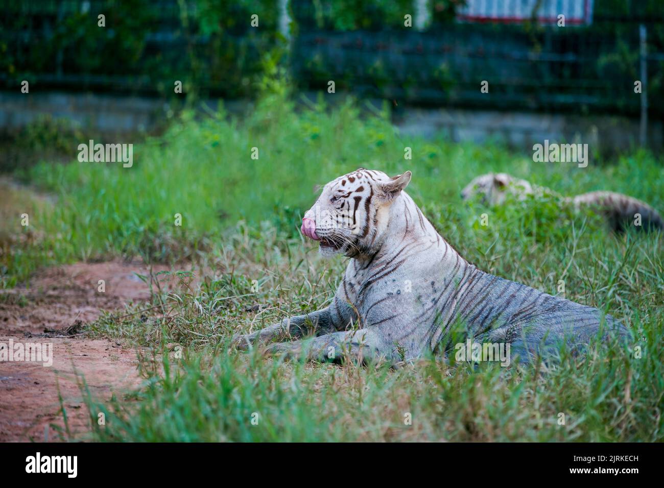 Fat tiger hi-res stock photography and images - Alamy
