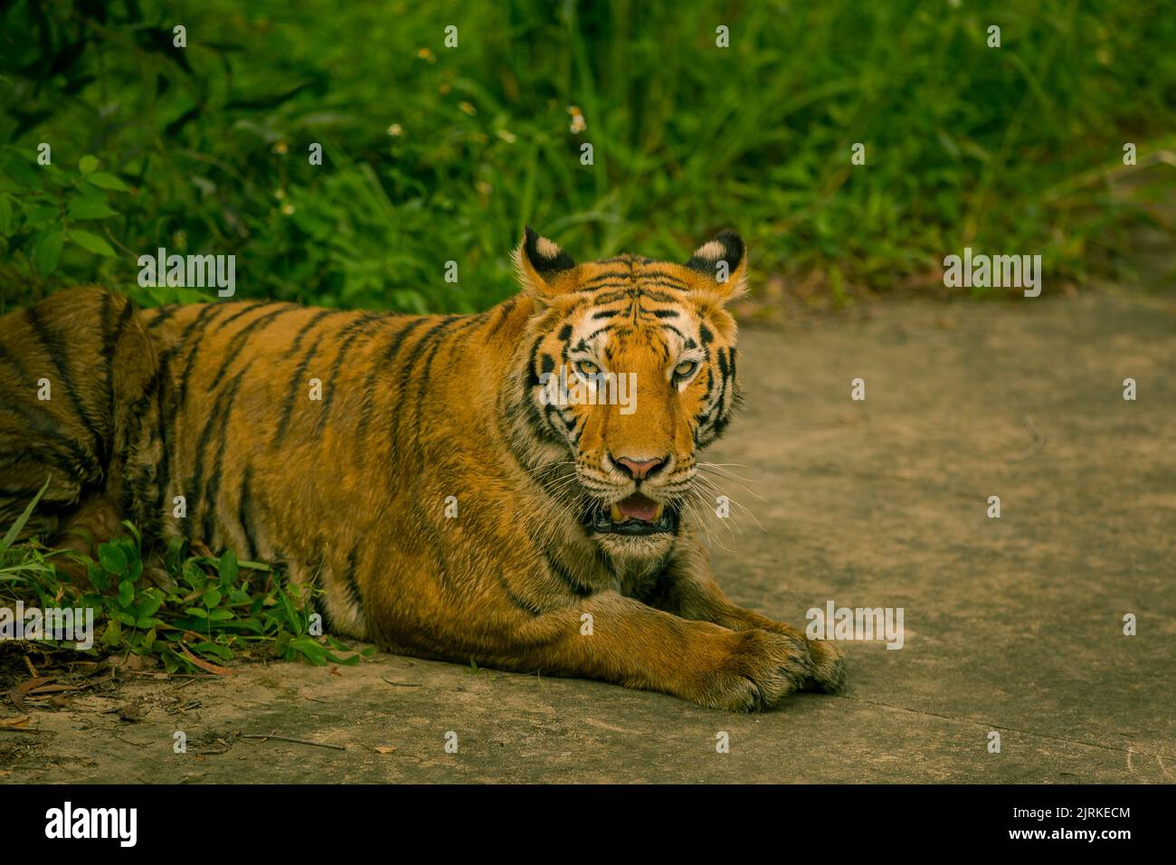 Fat tiger hi-res stock photography and images - Alamy