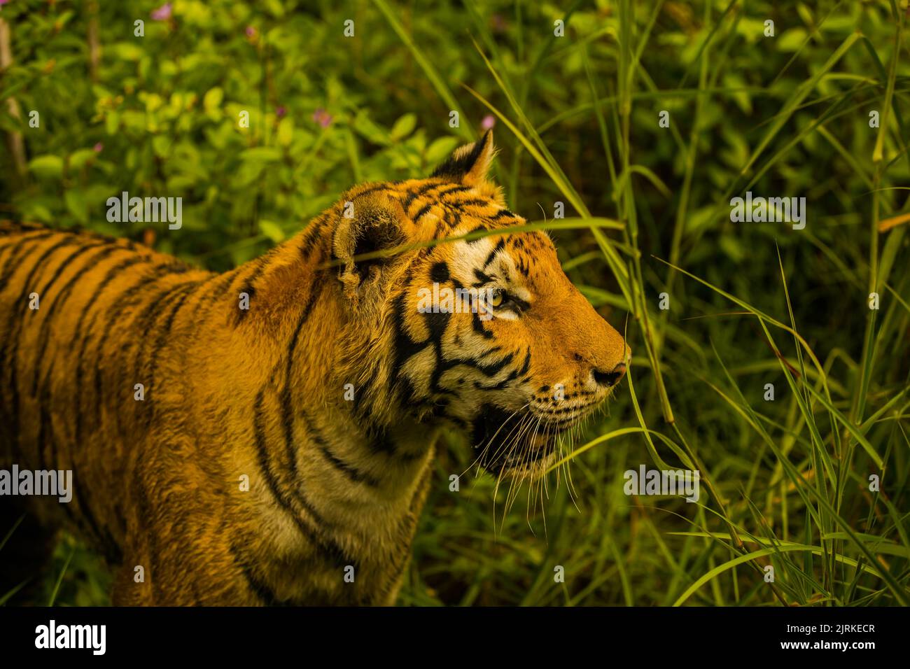 Fat tiger hi-res stock photography and images - Alamy