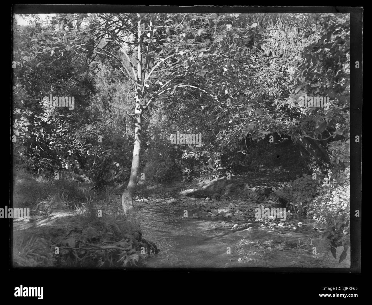 River through trees, 1880-1925, New Zealand, maker unknown Stock Photo ...