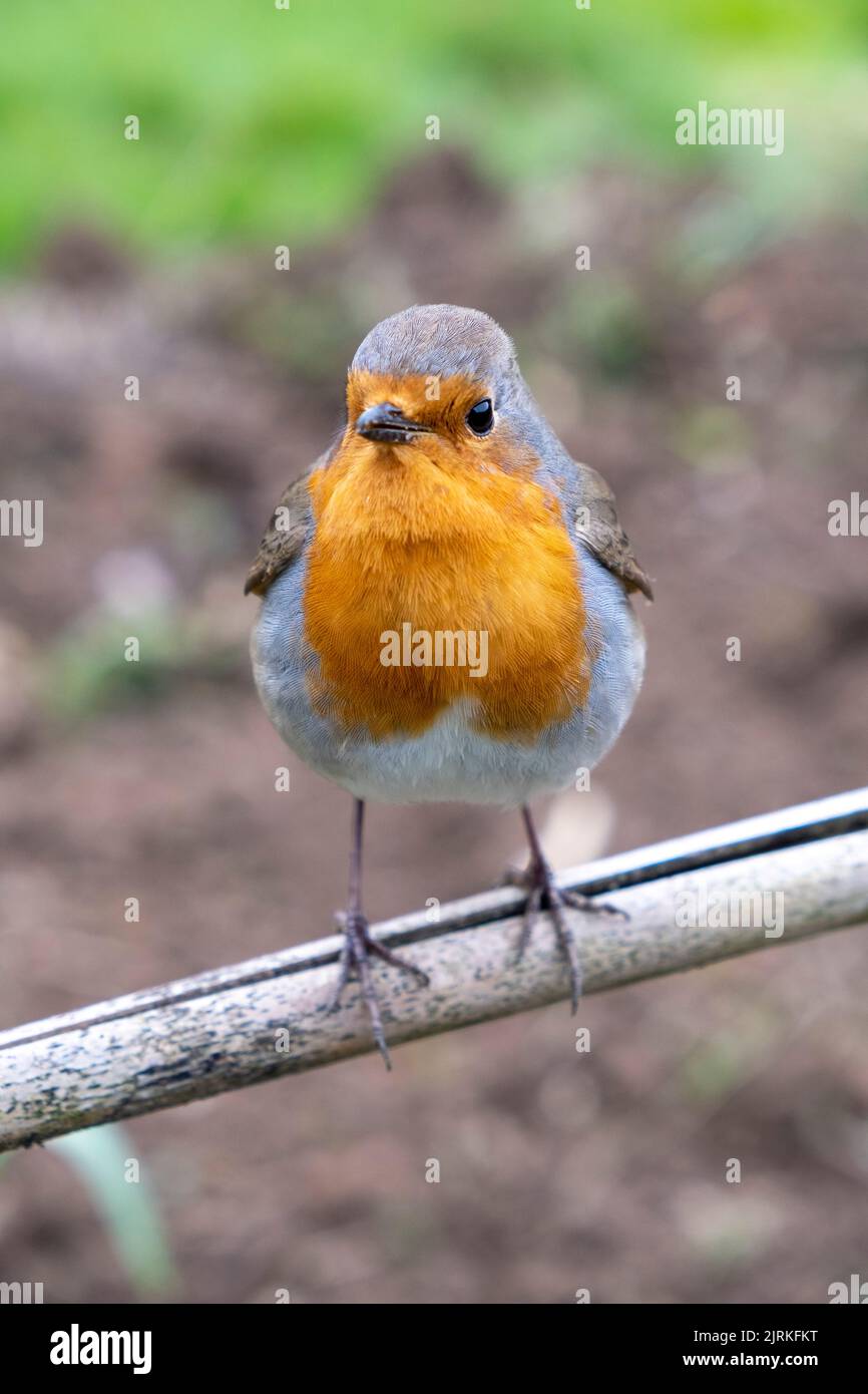 Robin parks and gardens hi-res stock photography and images - Alamy