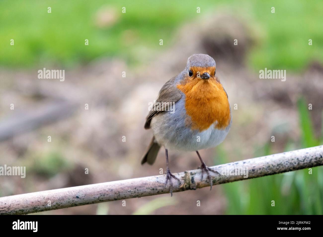 Robin winters hi-res stock photography and images - Alamy