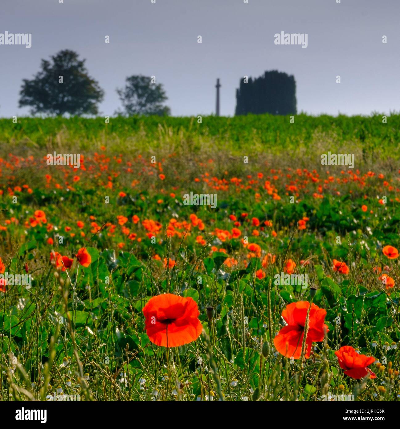Field of poppies on the former battle field of the Somme with Cross of ...