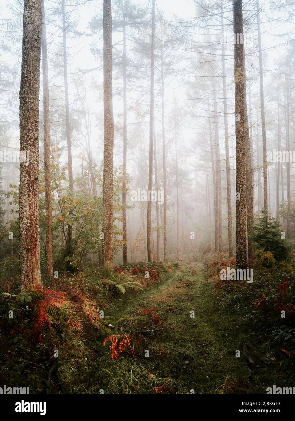 Autumnal trees in beautiful forest full of fog in Basque Country, Spain ...
