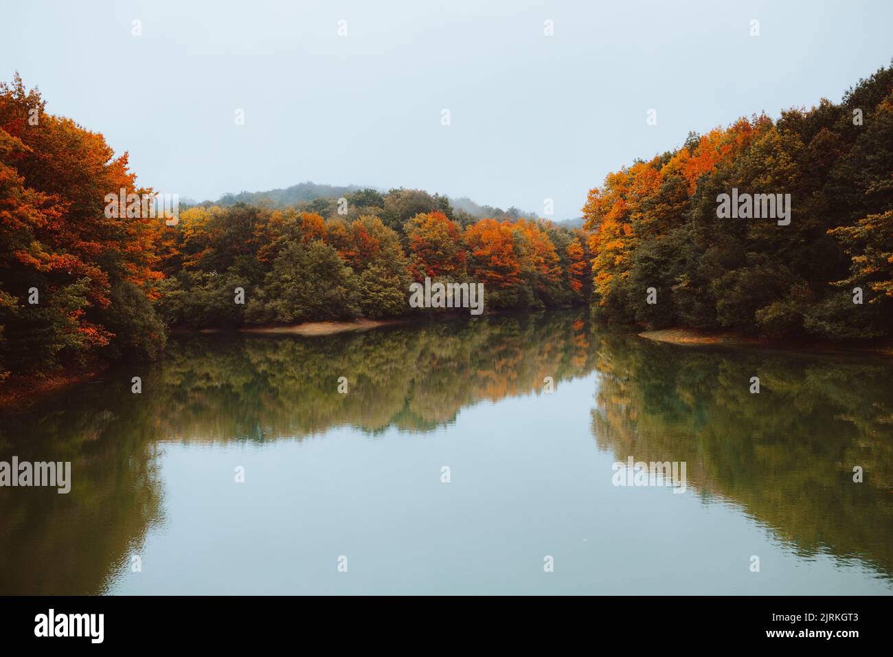 Autumnal trees in beautiful forest full of fog in Basque Country, Spain ...