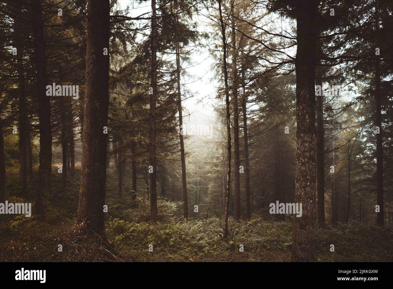 Autumnal trees in beautiful forest full of fog in Basque Country, Spain ...