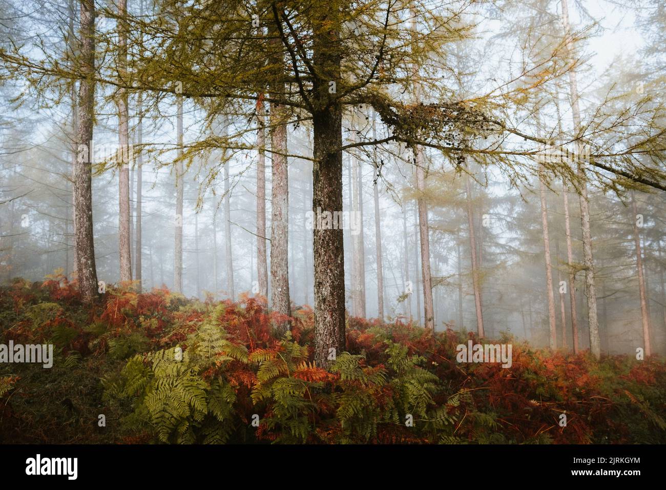 Autumnal trees in beautiful forest full of fog in Basque Country, Spain ...