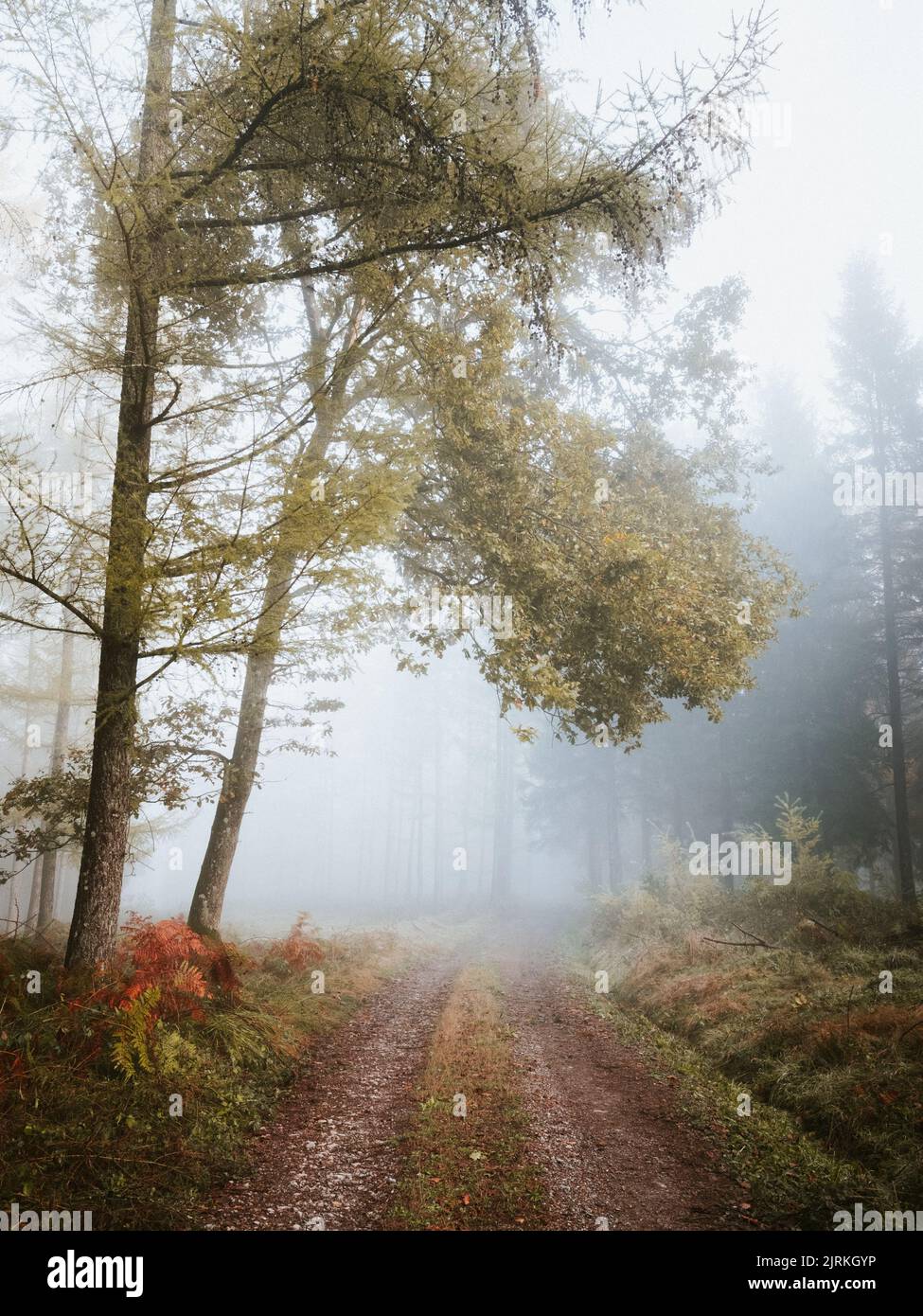 Autumnal trees in beautiful forest full of fog in Basque Country, Spain ...