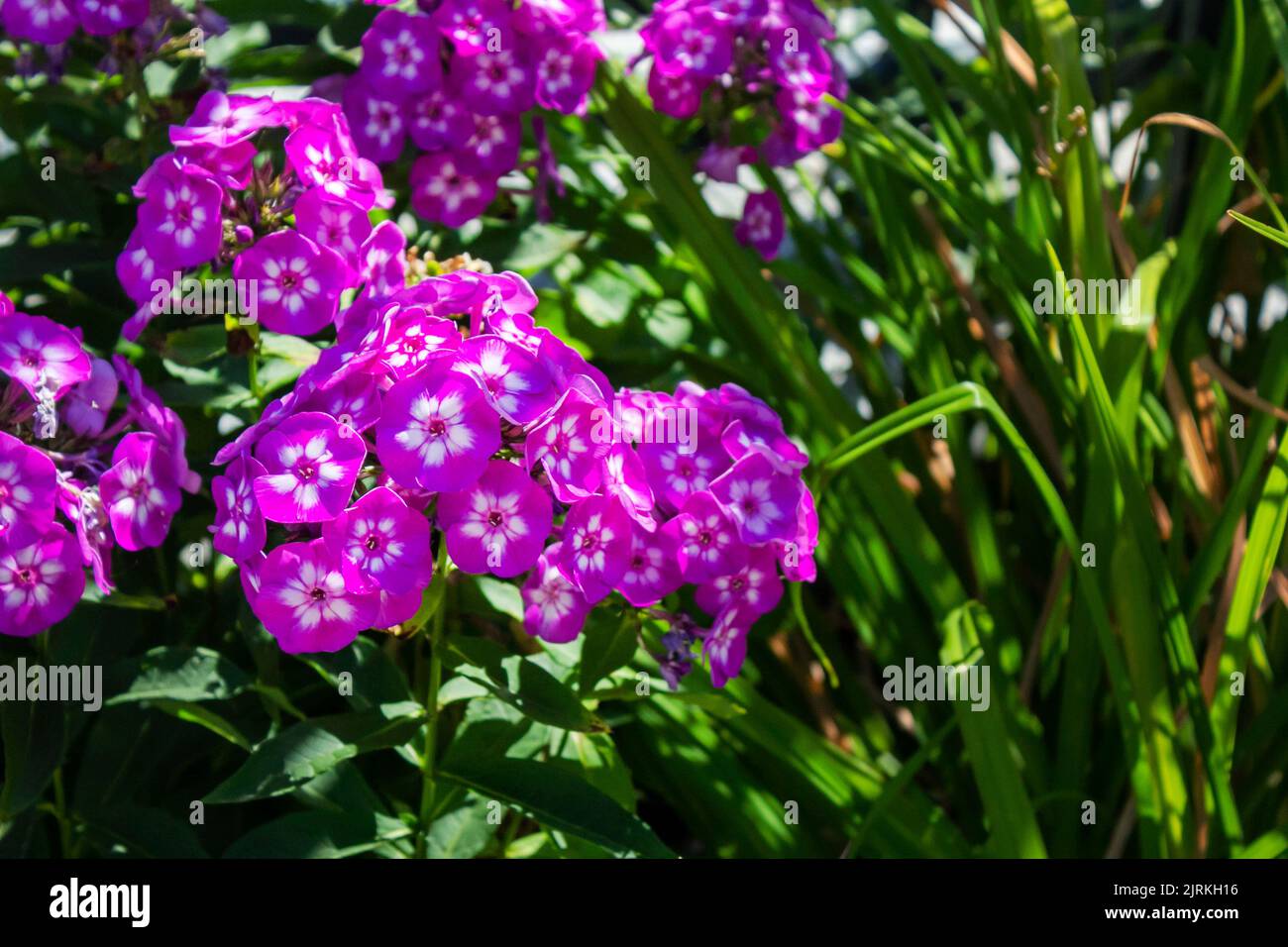 Red summer phlox, Panicled phlox. Flowers in the garden. Idea for ...