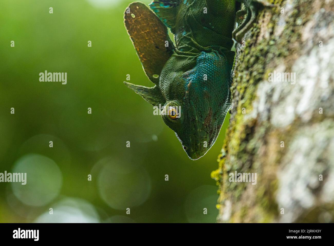 Green plumed basilisk with blue dots sitting on tree trunk in lush ...