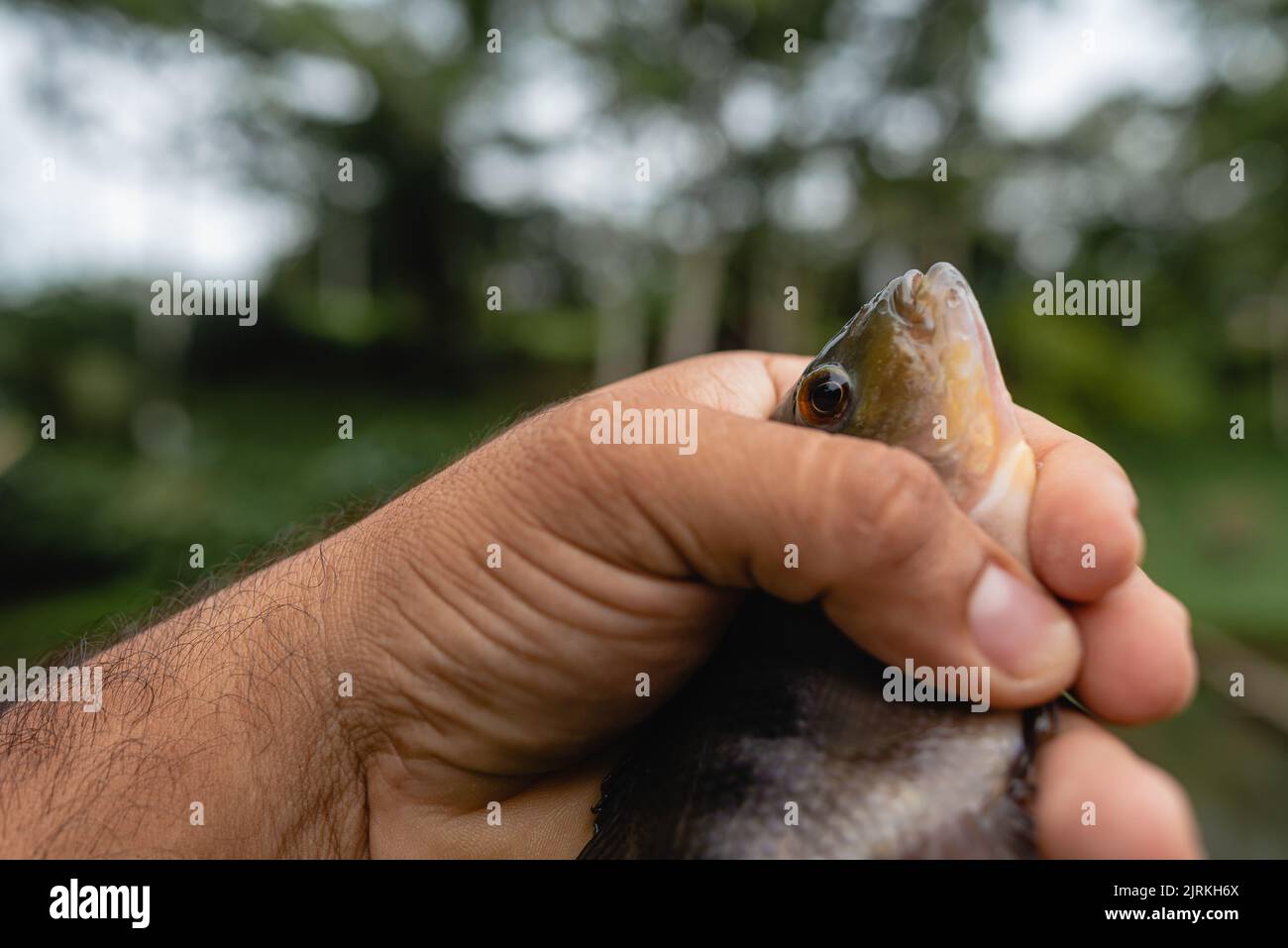 Crop unrecognizable fisherman reaching out hand and showing fresh fish ...