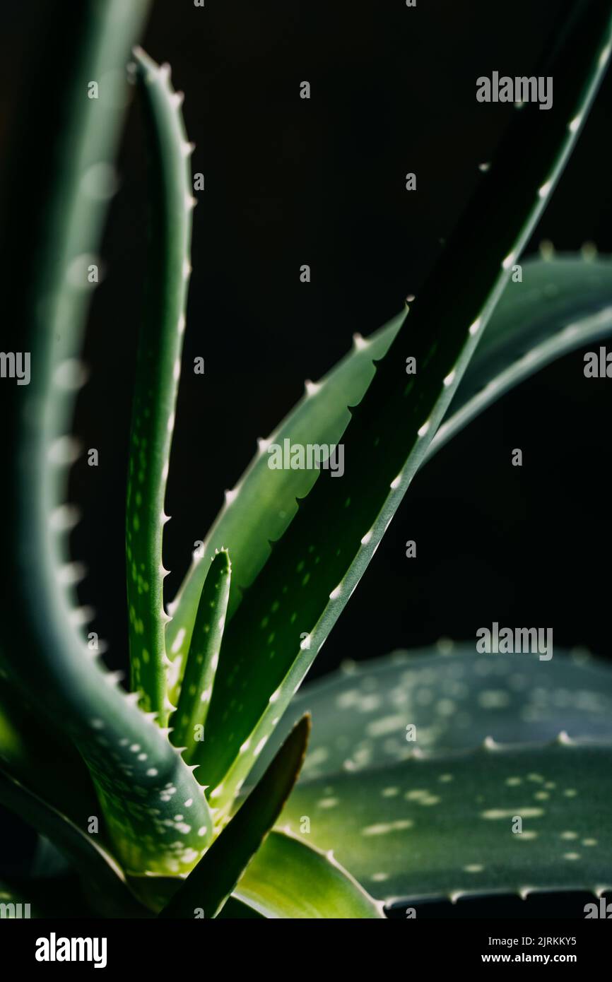 Aloe vera leaves on dark background Stock Photo - Alamy